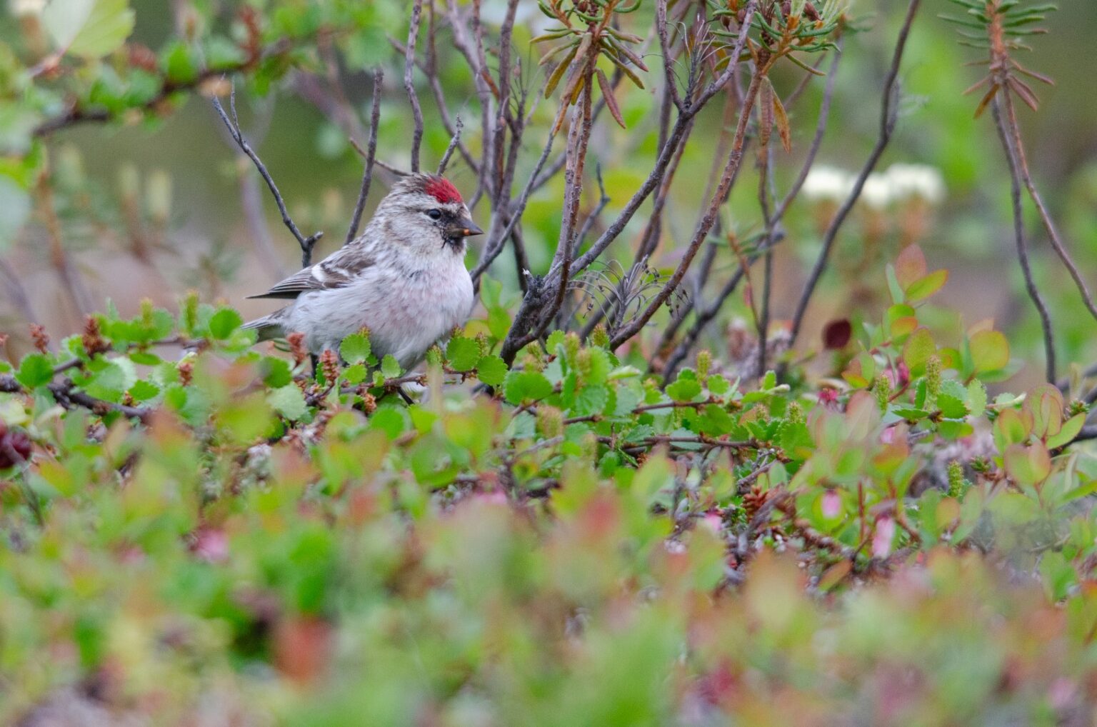Events for December 2025 – Uudenmaan lintuharrastajien oma yhdistys